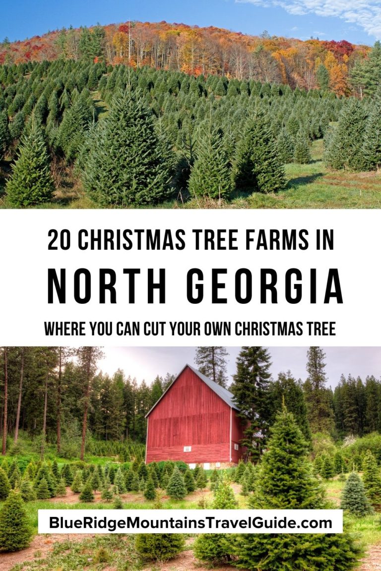 North Georgia Christmas Tree Farms Where You Can Cut Your Own Christmas ...