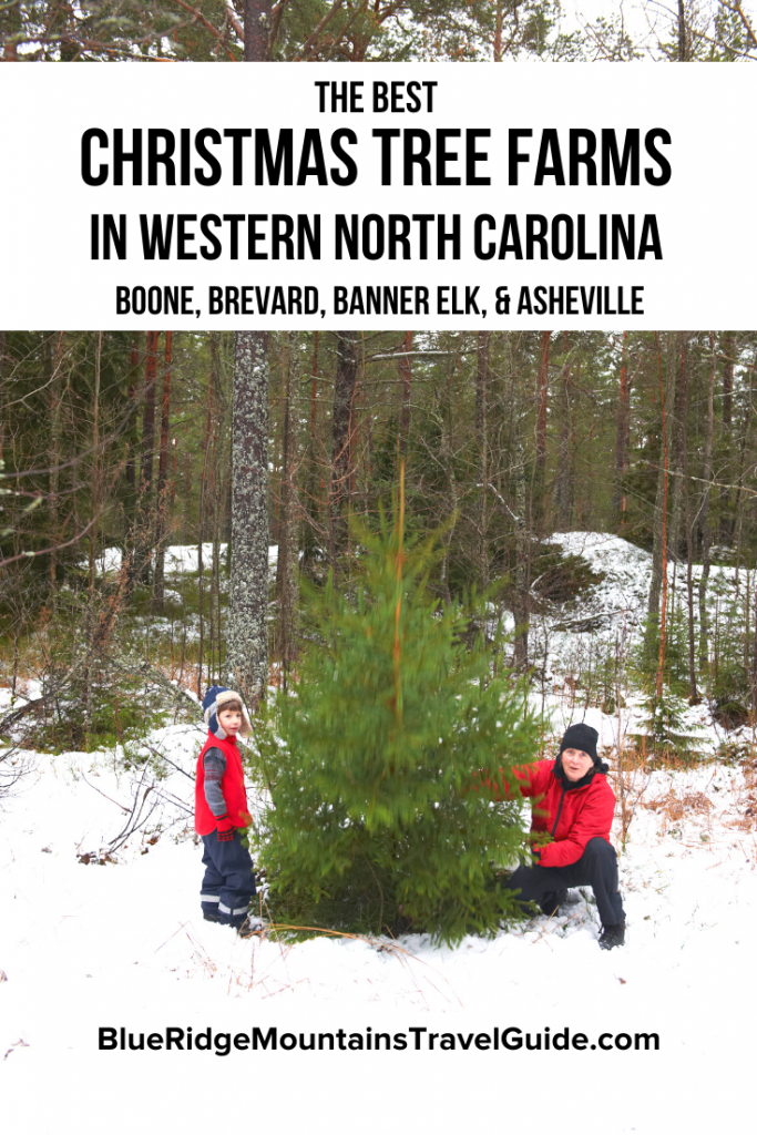 The 28 Best NC Christmas Tree Farms to Visit (2024)