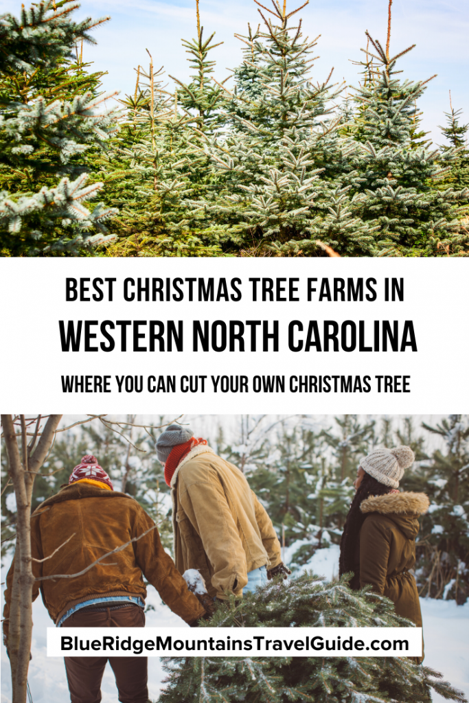 The 28 Best NC Christmas Tree Farms to Visit (2024)
