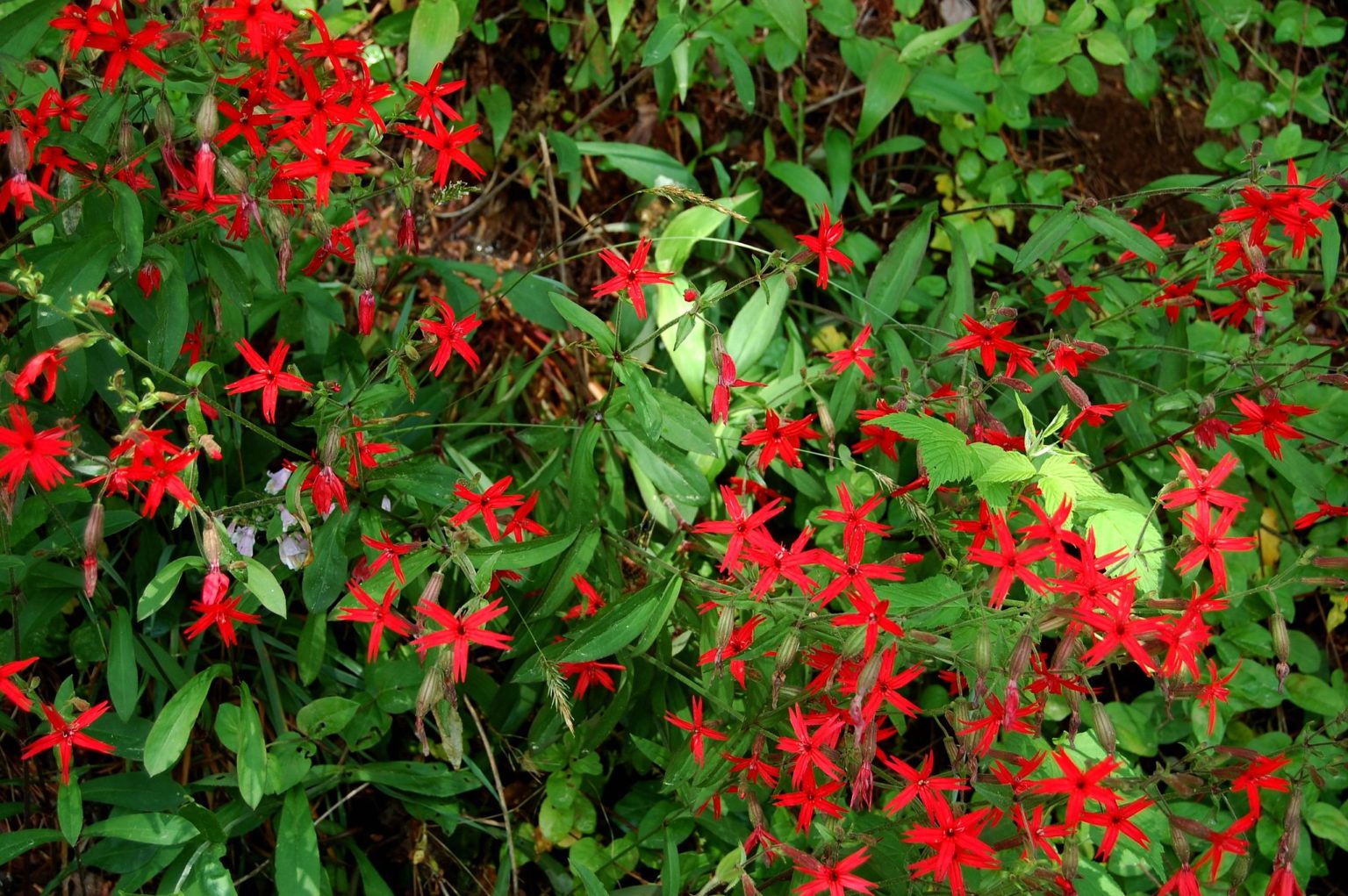 A Guide to 21 North GA Wildflowers (& Where to See Them)
