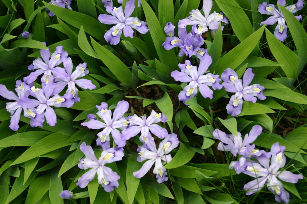 A Guide to 21 North GA Wildflowers (& Where to See Them)