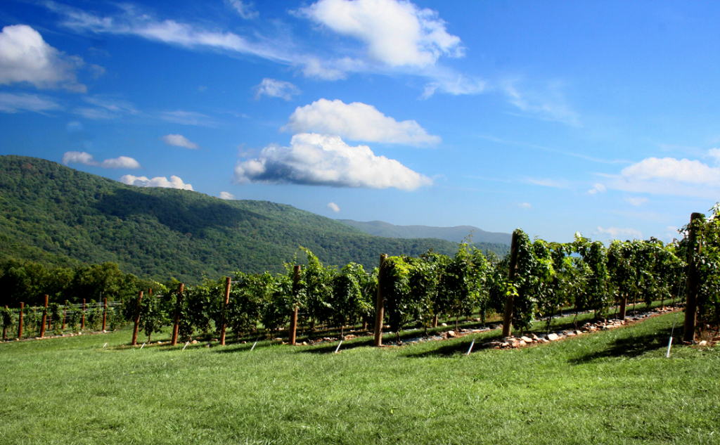 The 25 Best Wineries in the North Georgia Mountains