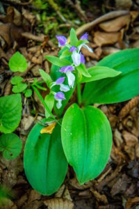 A Guide to 21 North GA Wildflowers (& Where to See Them)
