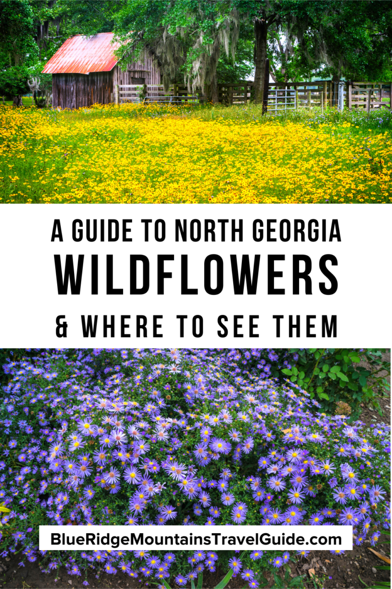 A Guide to 21 North GA Wildflowers (& Where to See Them)