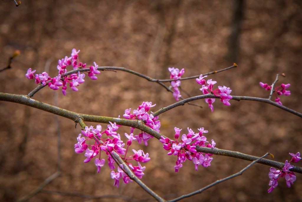 North Carolina Wildflowers Guide (& Where to See Them in Western NC)