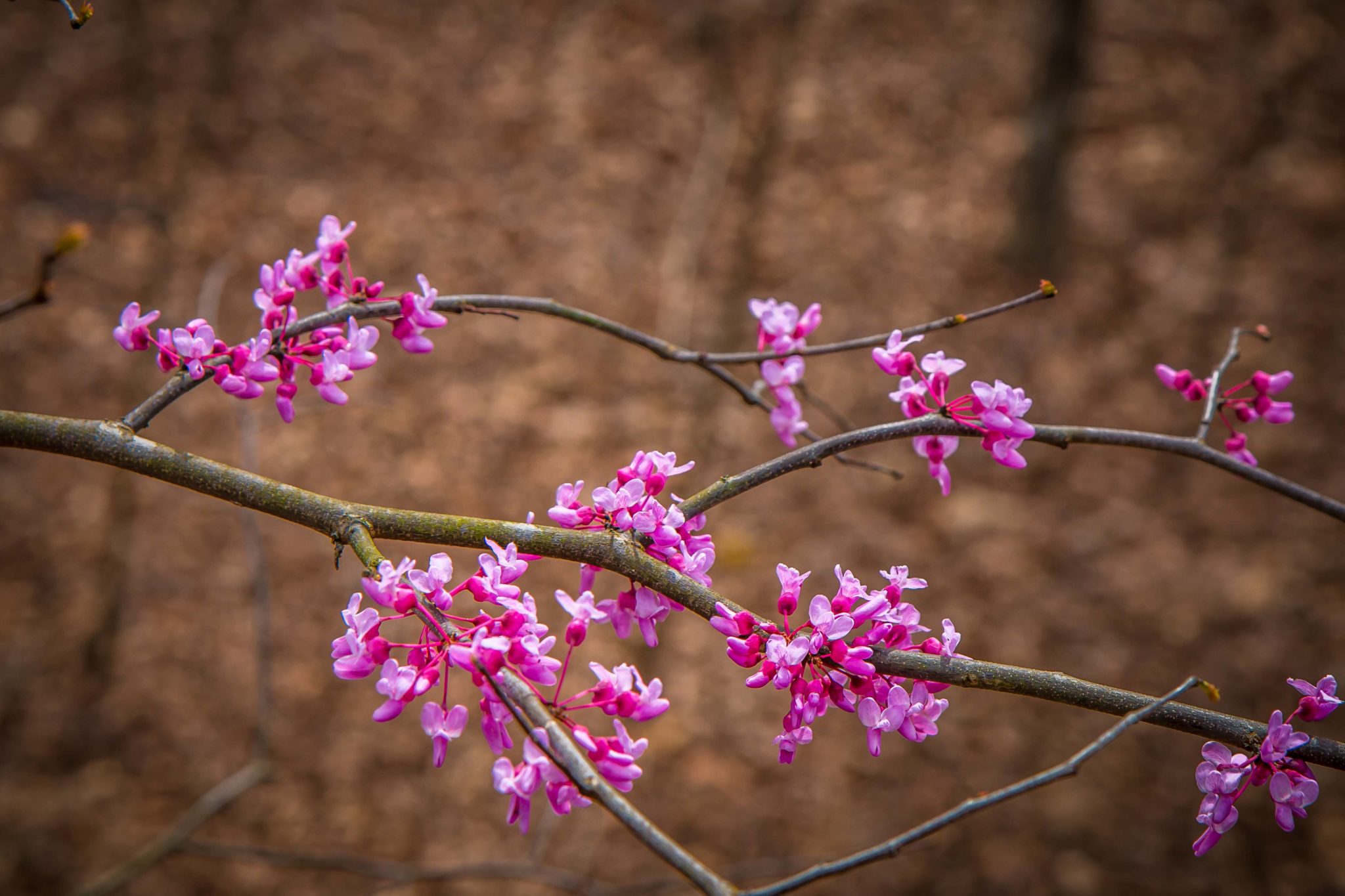 North Carolina Wildflowers Guide (& Where to See Them in Western NC)