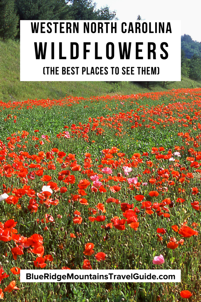 North Carolina Wildflowers Guide (& Where to See Them in Western NC)