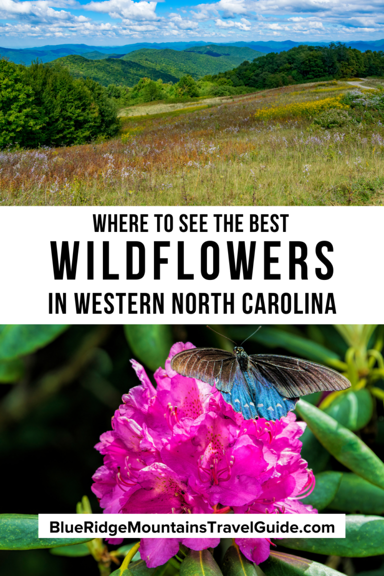 North Carolina Wildflowers Guide (& Where to See Them in Western NC)