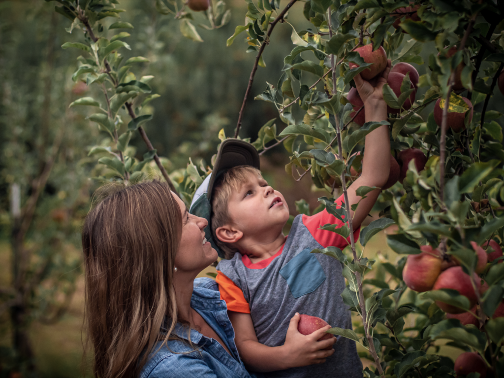 Apple Picking in Georgia: The 14 Best GA Apple Orchards to Visit