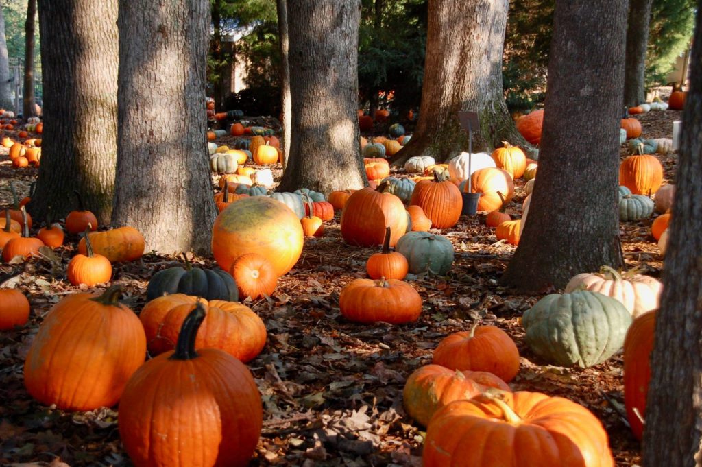 The 24 Best Pumpkin Patches in Georgia to Visit