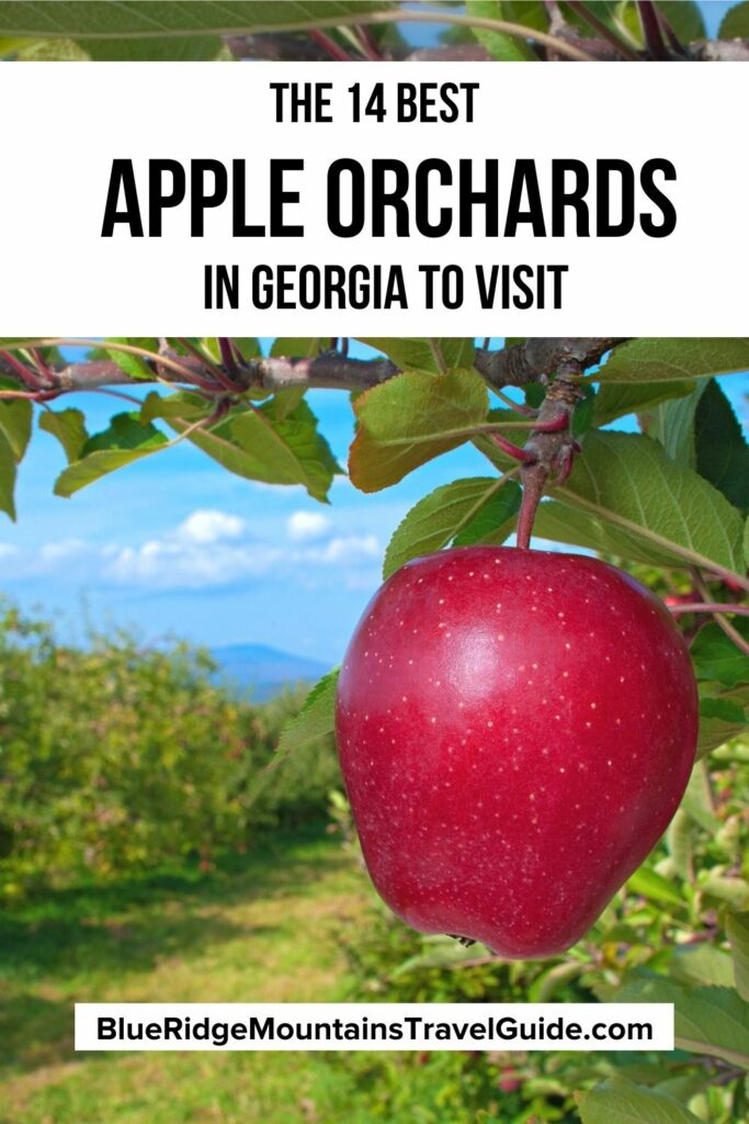 Apple Picking in Georgia: The 14 Best GA Apple Orchards to Visit