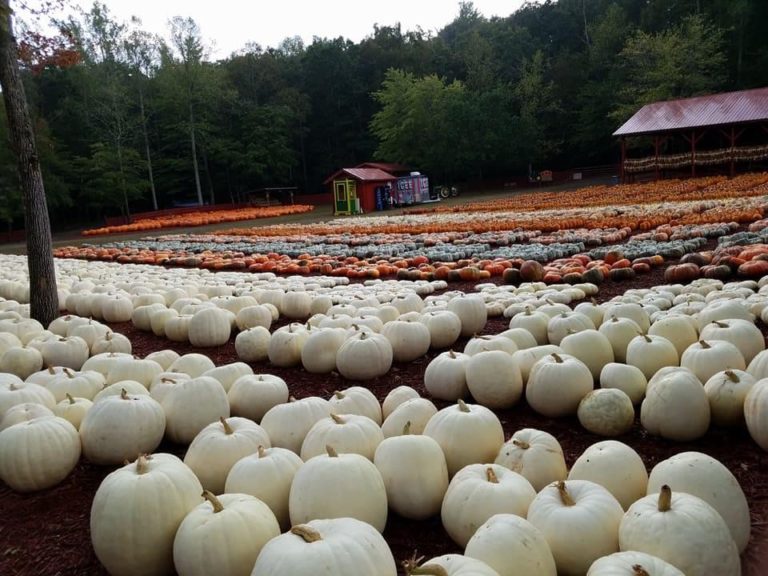 The 24 Best Pumpkin Patches in Georgia to Visit