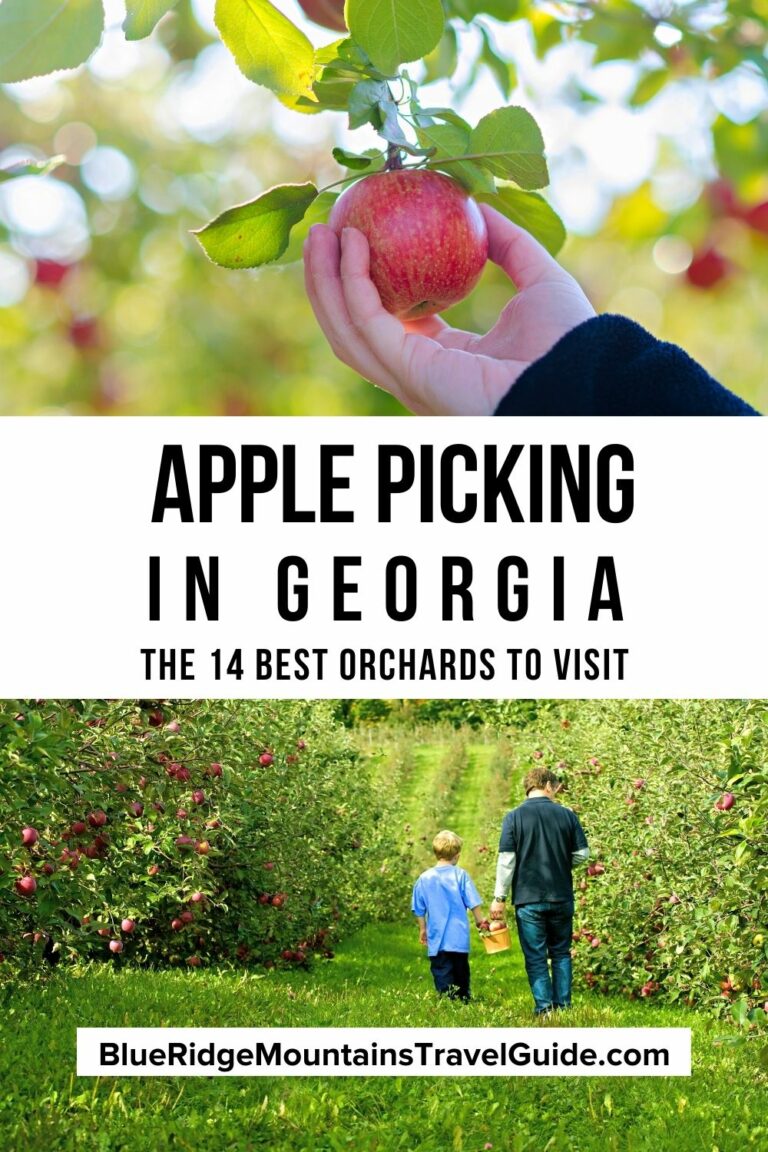 Apple Picking in Georgia: The 14 Best GA Apple Orchards to Visit