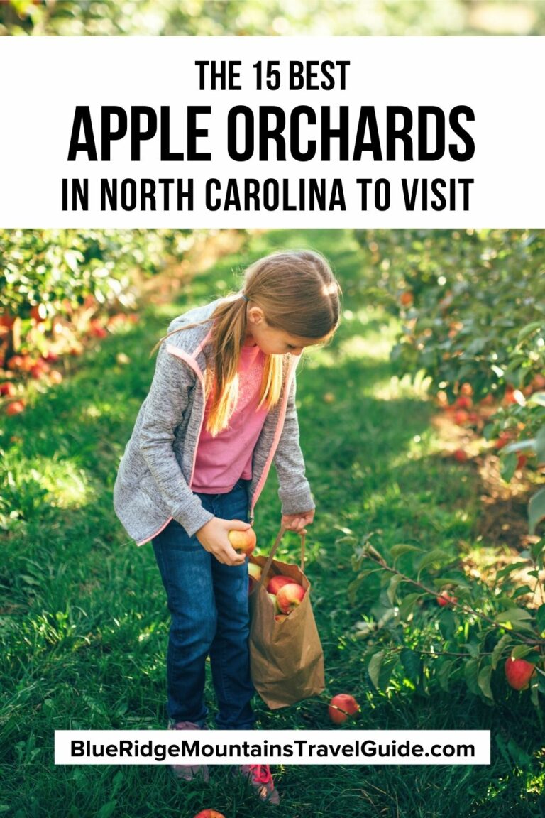 Apple Picking in North Carolina: The 15 Best NC Apple Orchards