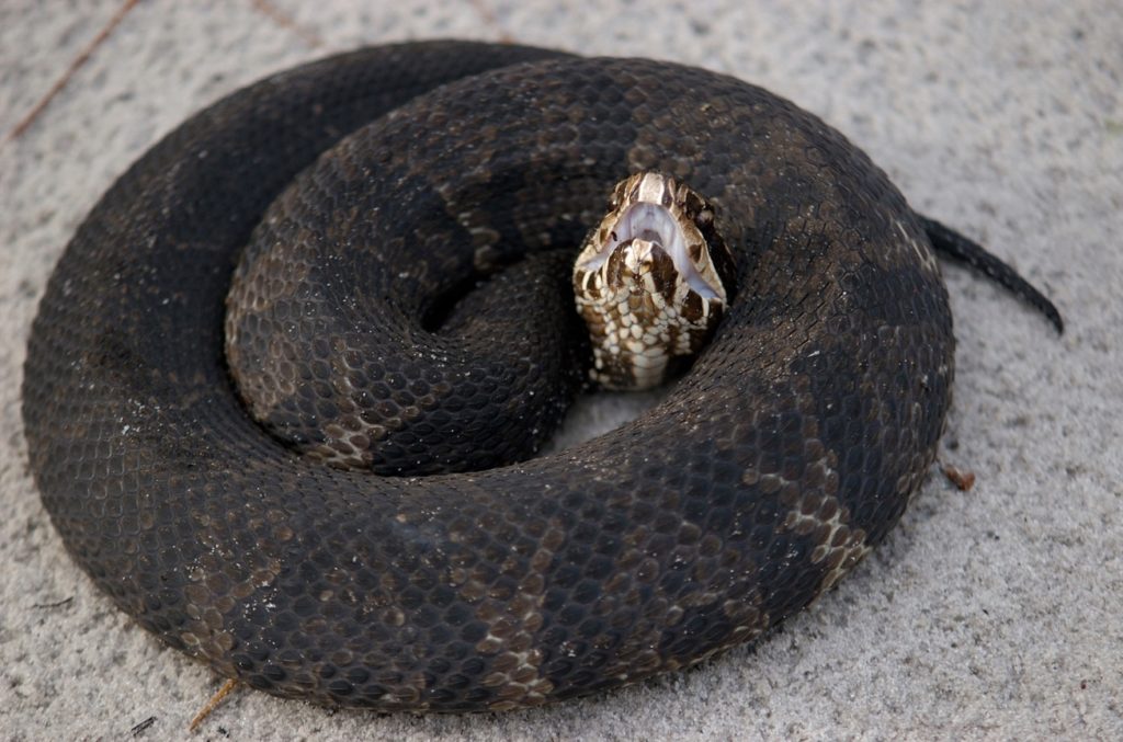 Non-Venomous vs Venomous Snakes in North Carolina (ID Guide)