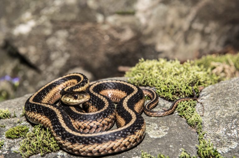 Non-Venomous vs Venomous Snakes in North Carolina (ID Guide)