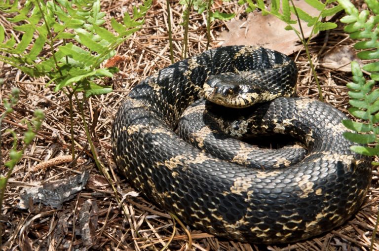 Non-Venomous vs Venomous Snakes in North Carolina (ID Guide)
