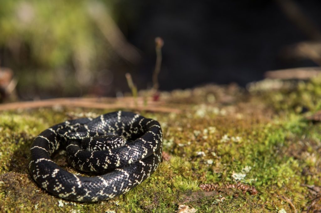 Non-Venomous vs Venomous Snakes In Georgia (Identification Guide)