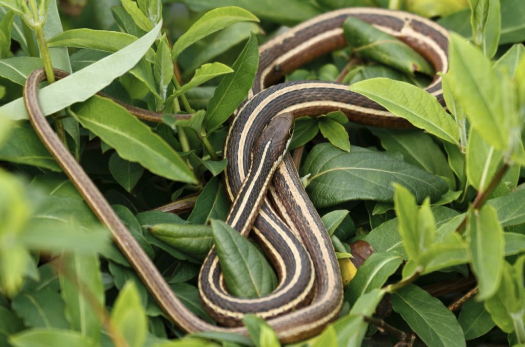 Non-Venomous vs Venomous Snakes In Georgia (Identification Guide)