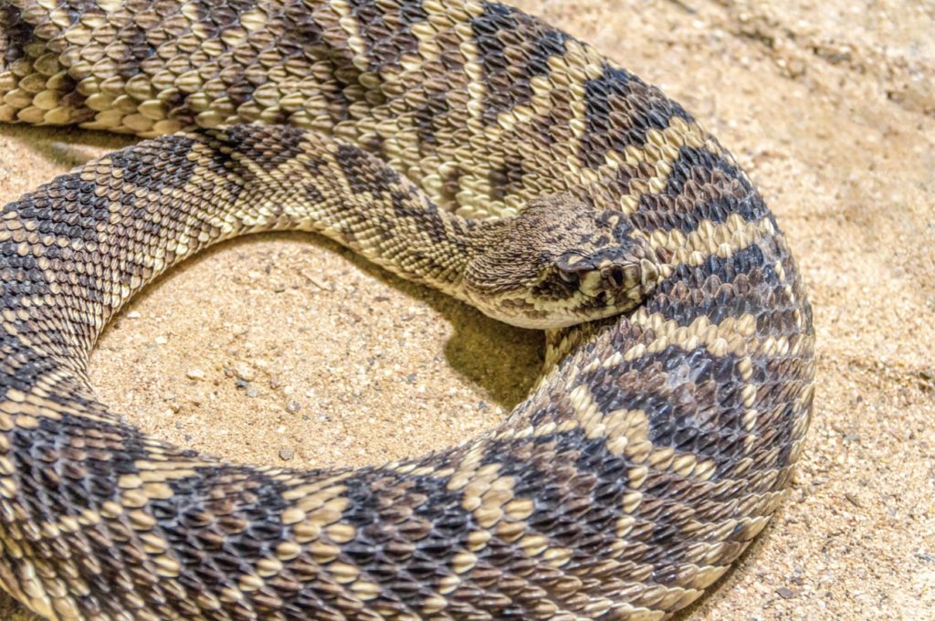 Non-Venomous vs Venomous Snakes in North Carolina (ID Guide)