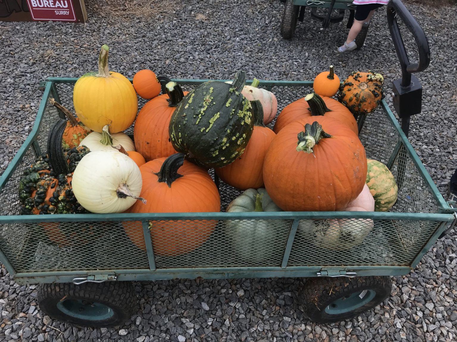 The 25 Best Pumpkin Patches in NC