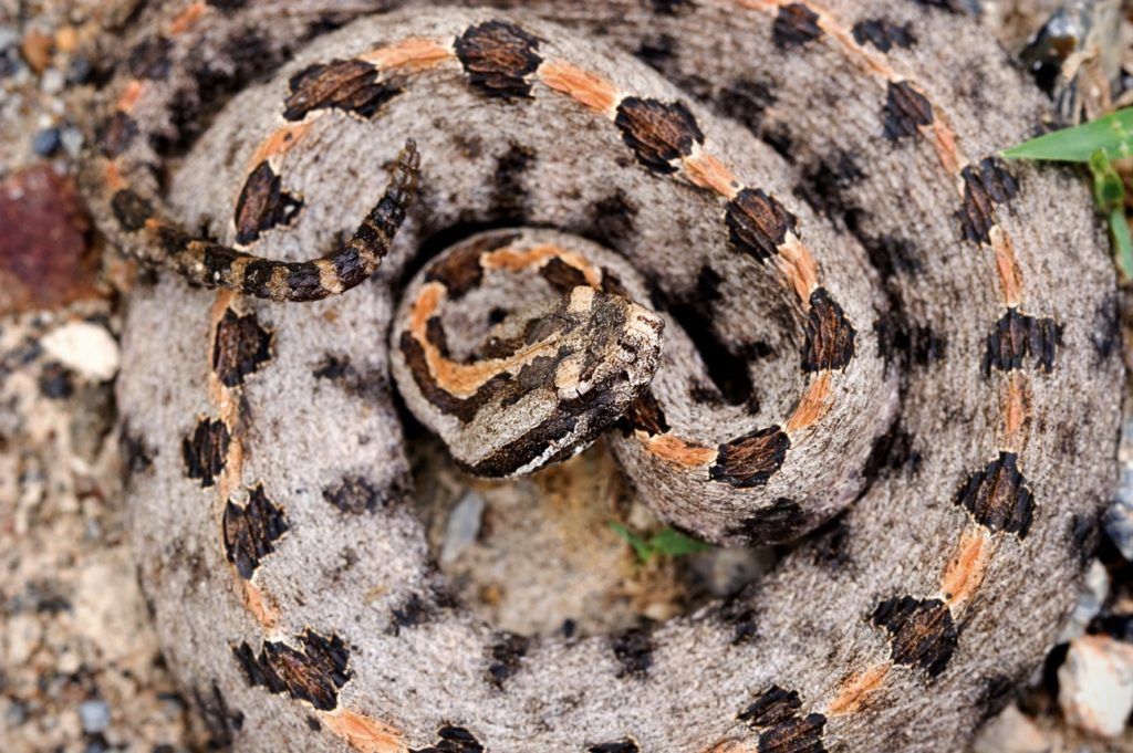 Non-Venomous vs Venomous Snakes in North Carolina (ID Guide)