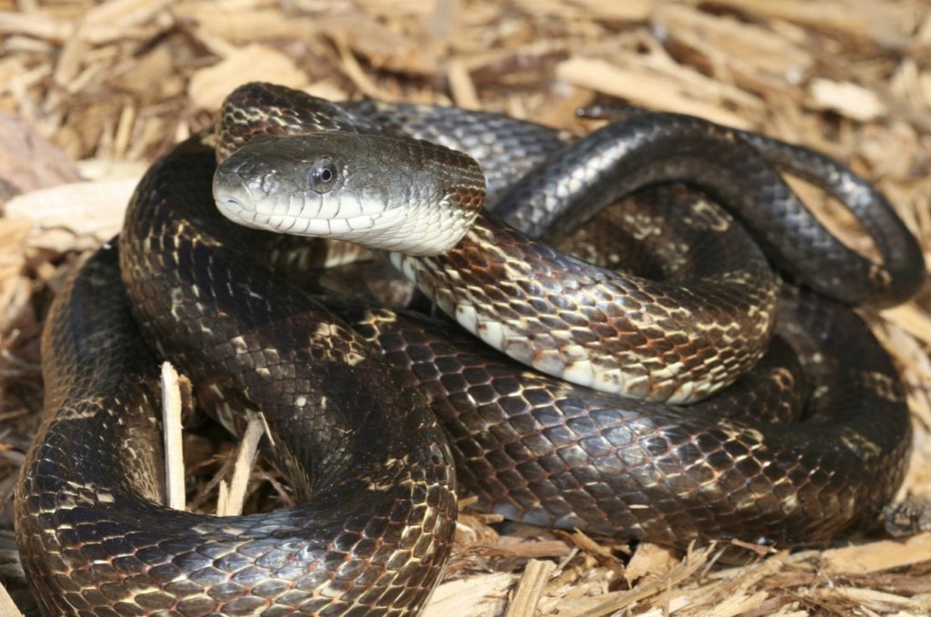 Non-Venomous vs Venomous Snakes In Georgia (Identification Guide)