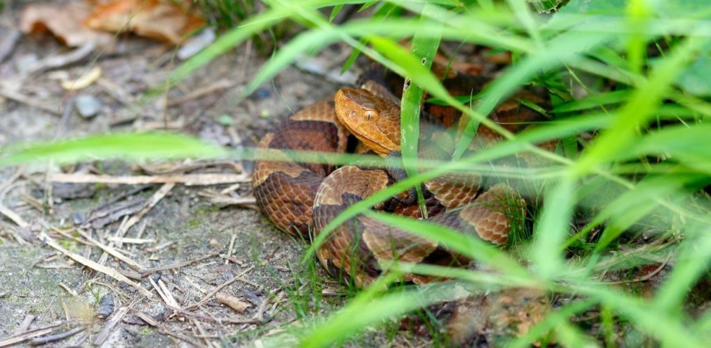 Non-Venomous vs Venomous Snakes In Georgia (Identification Guide)
