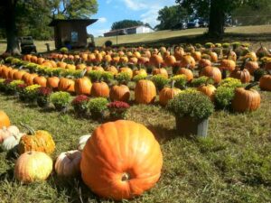 The 24 Best Pumpkin Patches in Georgia to Visit