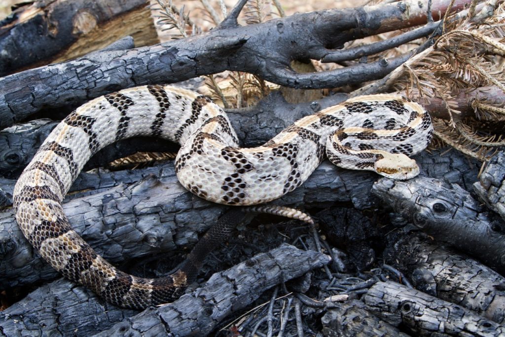 Non-Venomous vs Venomous Snakes in North Carolina (ID Guide)