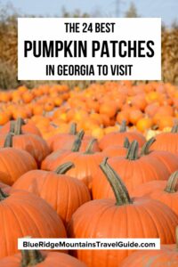 The 24 Best Pumpkin Patches in Georgia to Visit