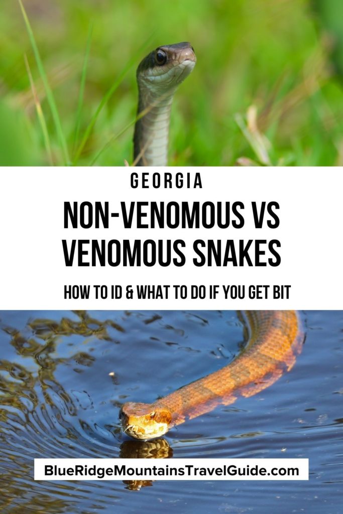 Non-Venomous vs Venomous Snakes In Georgia (Identification Guide)