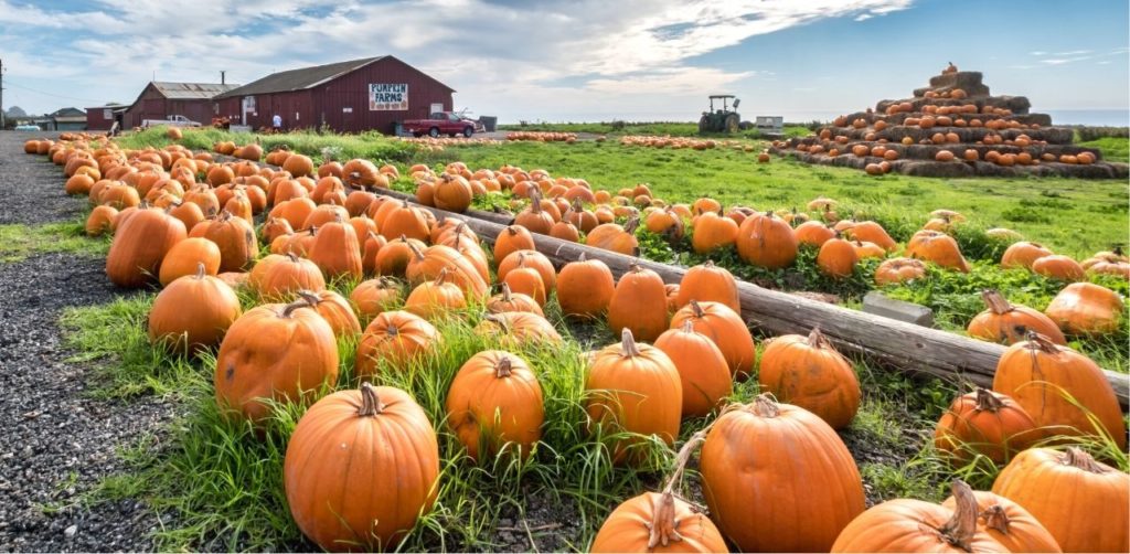 The 25 Best Pumpkin Patches in NC