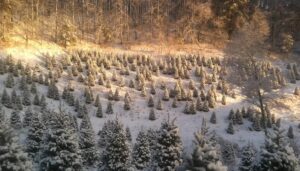 The 28 Best NC Christmas Tree Farms to Visit (2024)