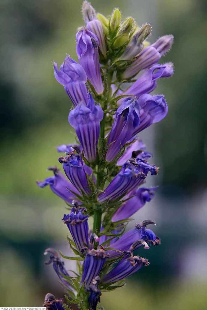 The 20 Most Beautiful Wildflowers in Virginia (& Where to See Them)
