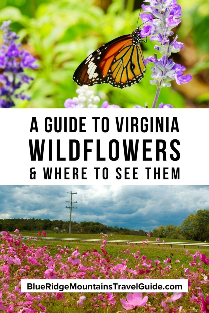 The 20 Most Beautiful Wildflowers in Virginia (& Where to See Them)