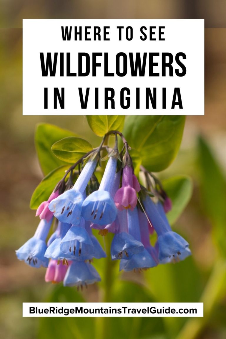 The 20 Most Beautiful Wildflowers in Virginia (& Where to See Them)
