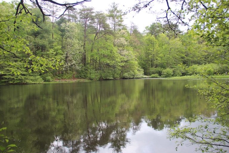 The 20 Best Lakes in the North Georgia Mountains