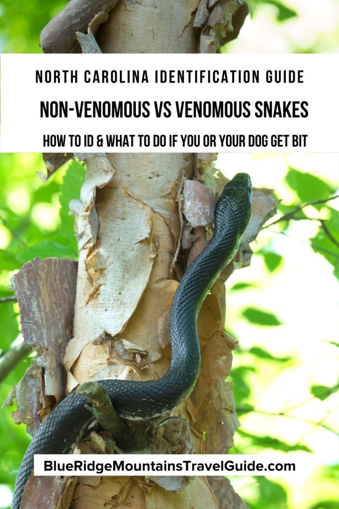Non-Venomous vs Venomous Snakes in North Carolina (ID Guide)