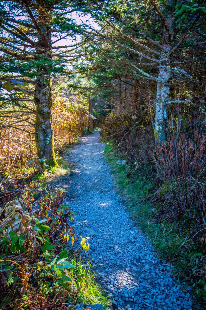 Camping & Hiking in Mt Mitchell State Park in Burnsville NC