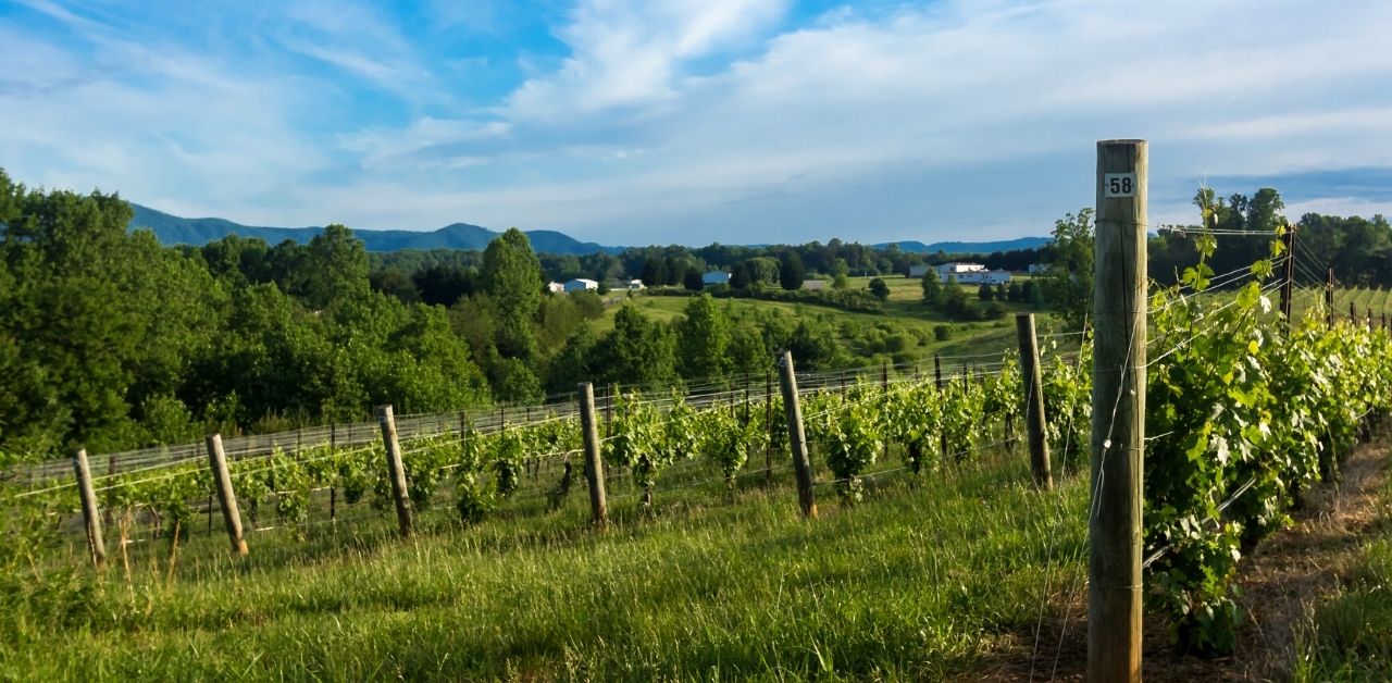 The 15 Best NC Wineries to Visit