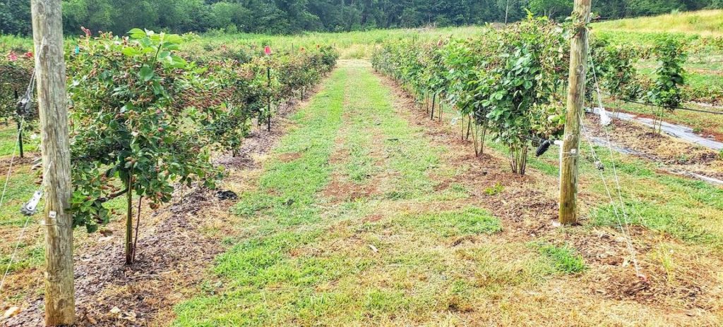 The 10 Best Apple Orchards in Ellijay, Georgia