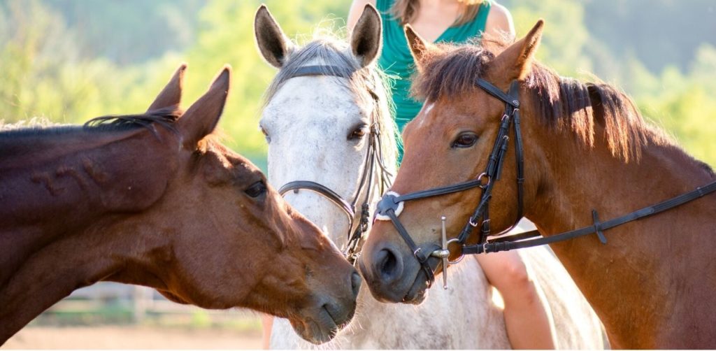 15 Great Places to Go Horseback Riding in Georgia