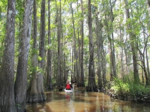 The 10 Best Kayaking Rivers in Georgia