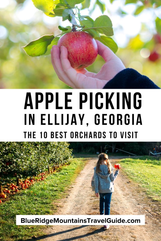 The 10 Best Apple Orchards in Ellijay, Georgia