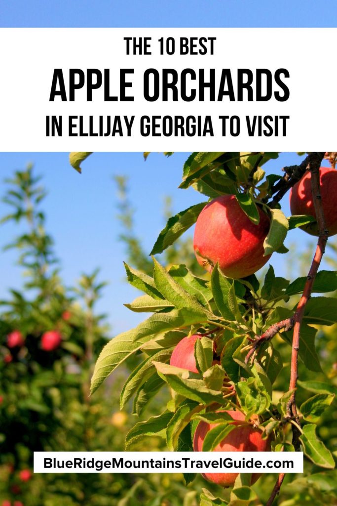 The 10 Best Apple Orchards in Ellijay, Georgia