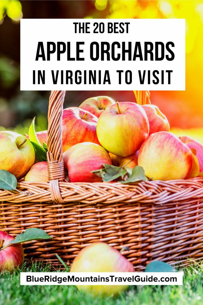 Apple Picking in Virginia: The 20 Best VA Apple Orchards to Visit