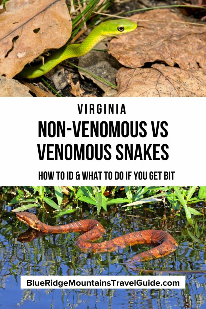 Non-Venomous vs Venomous Snakes in Virginia (ID Guide)