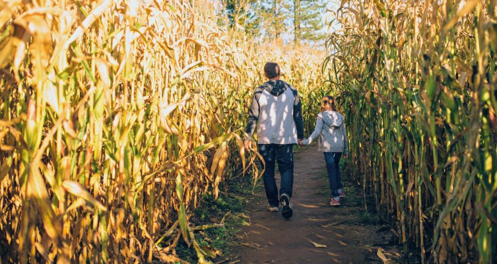 The 20 Best Corn Mazes in Georgia (Haunted Mazes, Kids Mazes & More)