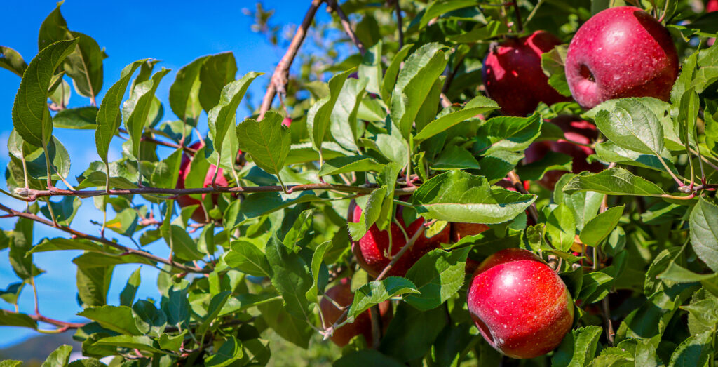 The 12 Best Hendersonville Apple Orchards for Apple Picking & More